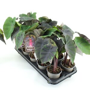 Live Colocasia "redemption", Elephant Ears Super Rare Starter Plant - Etsy