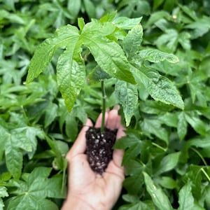 Abutilon "tiger Eye" Chinese Lantern Starter Plant - Etsy