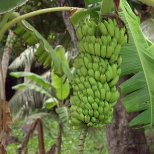 Gran Nain Banana Starter Plant, Musa Rare Tropical Live Fruiting - Etsy