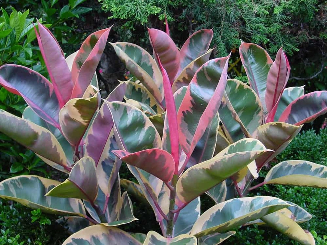 Live Ficus "ruby" Rubber Variegated Starter Plant - USA Seller - Etsy