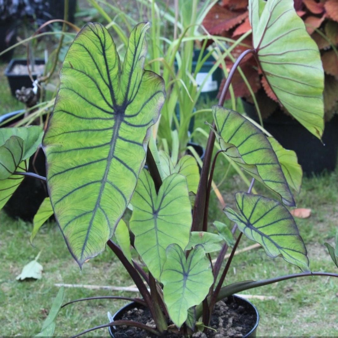 Live Colocasia "blue Hawaii" Rare Starter Plant USA SELLER! - Etsy