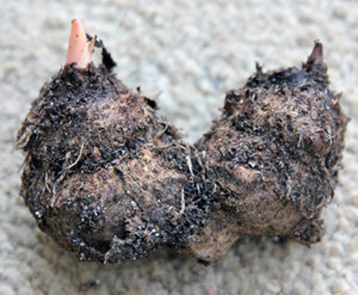 Frog in a Blender Caladium Live Bulb, Starter Plant for Spring Growth ...