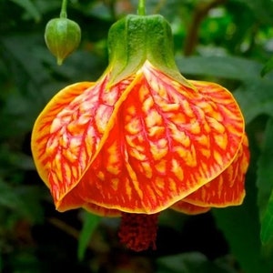Abutilon "tiger Eye" Chinese Lantern Starter Plant - Etsy