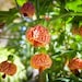 Abutilon "tiger Eye" Chinese Lantern Starter Plant - Etsy