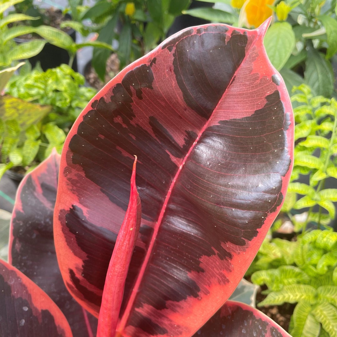 Live Ficus "ruby" Rubber Variegated Starter Plant - USA Seller - Etsy