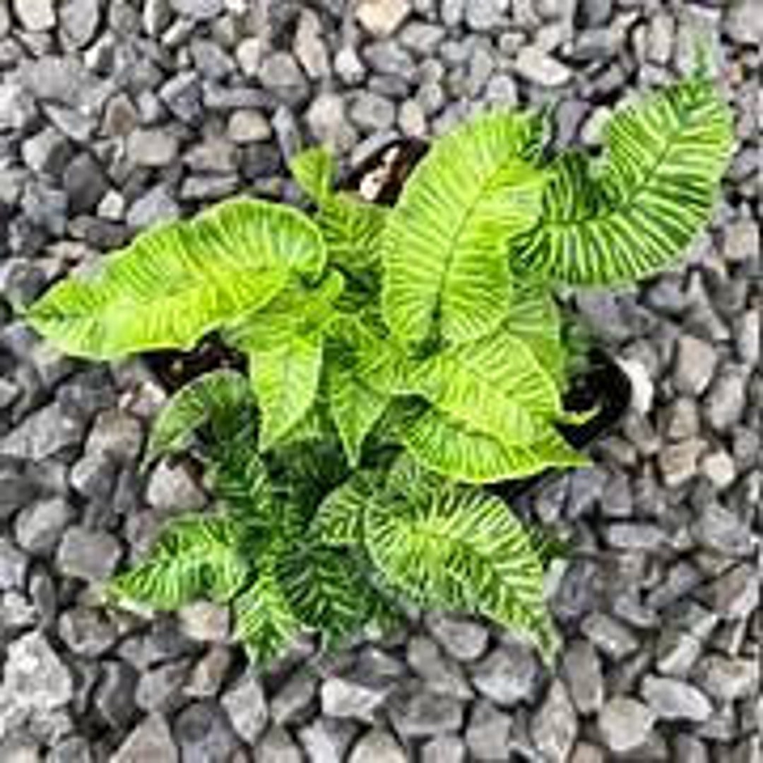 Variegated Golden Zebra Bamboo Fern Starter Plant, Coniogramme ...