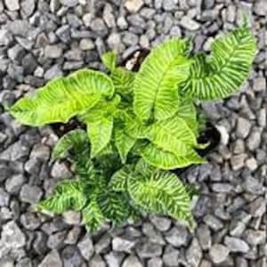Variegated Golden Zebra Bamboo Fern Starter Plant, Coniogramme ...