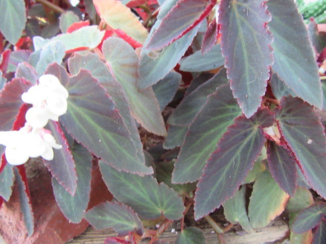 Live RARE Angel Wing Begonia brazilian Lady House Plant USA Seller - Etsy