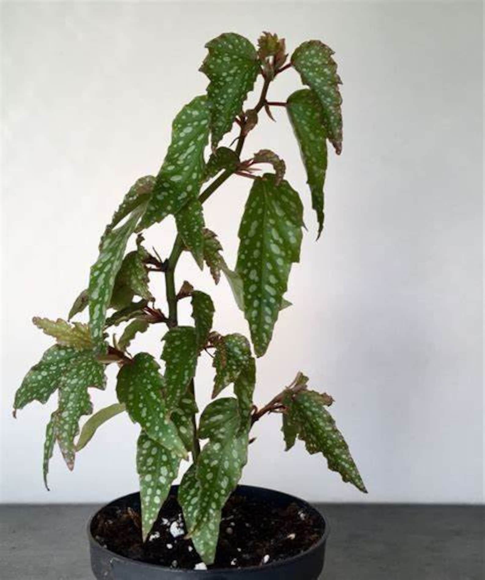 Live Angel Wing Begonia medora Starter Plant USA SELLER - Etsy