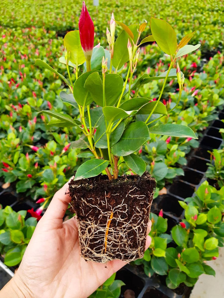 New Mandevilla Sun Parasol Original XP BLUEPHORIA Starter Plant - Etsy