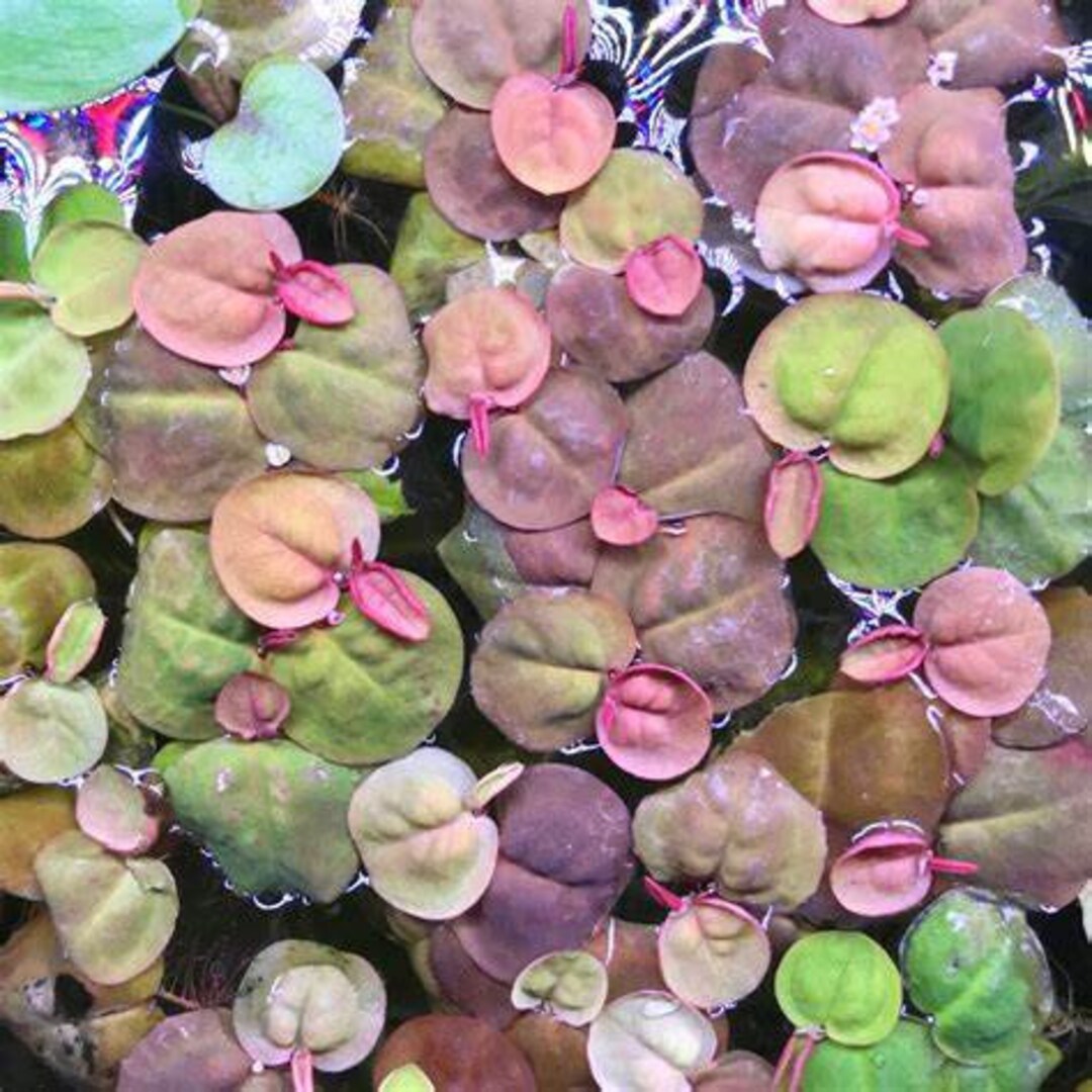 Live Red Root Floaters Aquarium Plants Phyllanthus Fluitans USA SELLER - Etsy