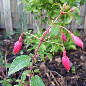 Fuschia "voodoo" Live STARTER Plant, Stunning Flowers - Etsy