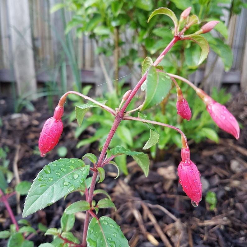 Fuschia "voodoo" Live STARTER Plant, Stunning Flowers - Etsy