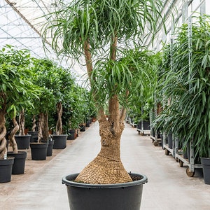 Ponytail Palm, Elephant's Foot Palm, Beucarnea Recurvata Live STARTER ...