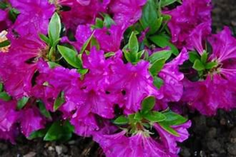 Live Azalea "lavender Formosa" Purple Flower Live Starter Plant - USA ...