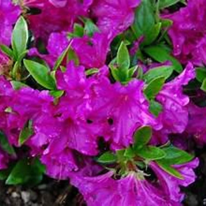 Azalea Plant Home Decor - Etsy