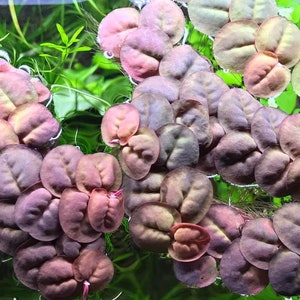 Live Red Root Floaters - Aquarium Plants - Phyllanthus Fluitans USA ...