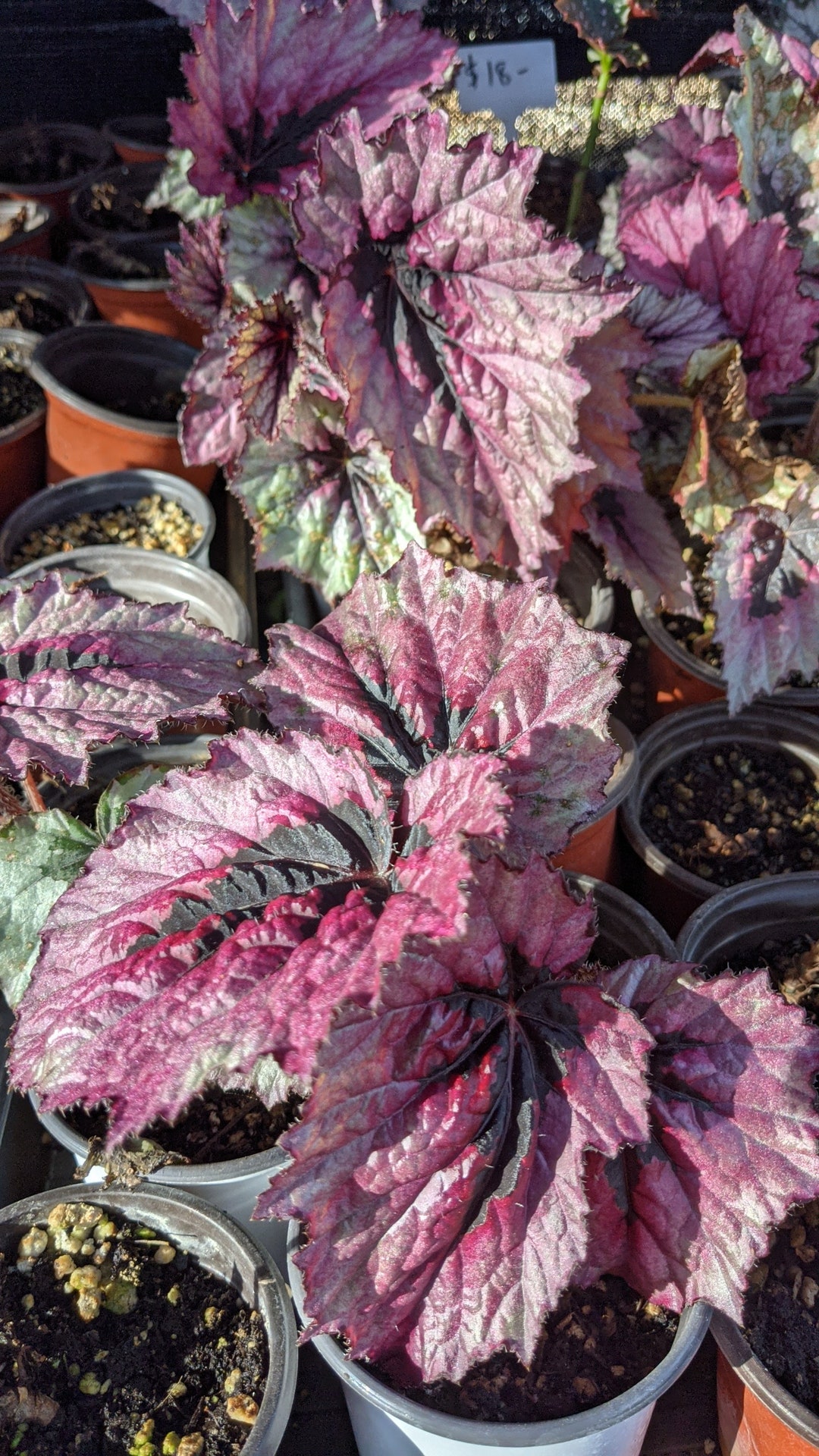 Begonia T-rex Nautilus "ruby" - Etsy