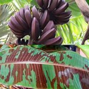 Live - Musa Zebrina "rojo" Banana Starter Plant - USA Seller - Etsy