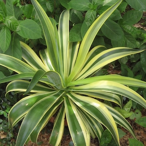 Live Agave Desmettiana Variegata - Succulents Plant USA SELLER! - Etsy
