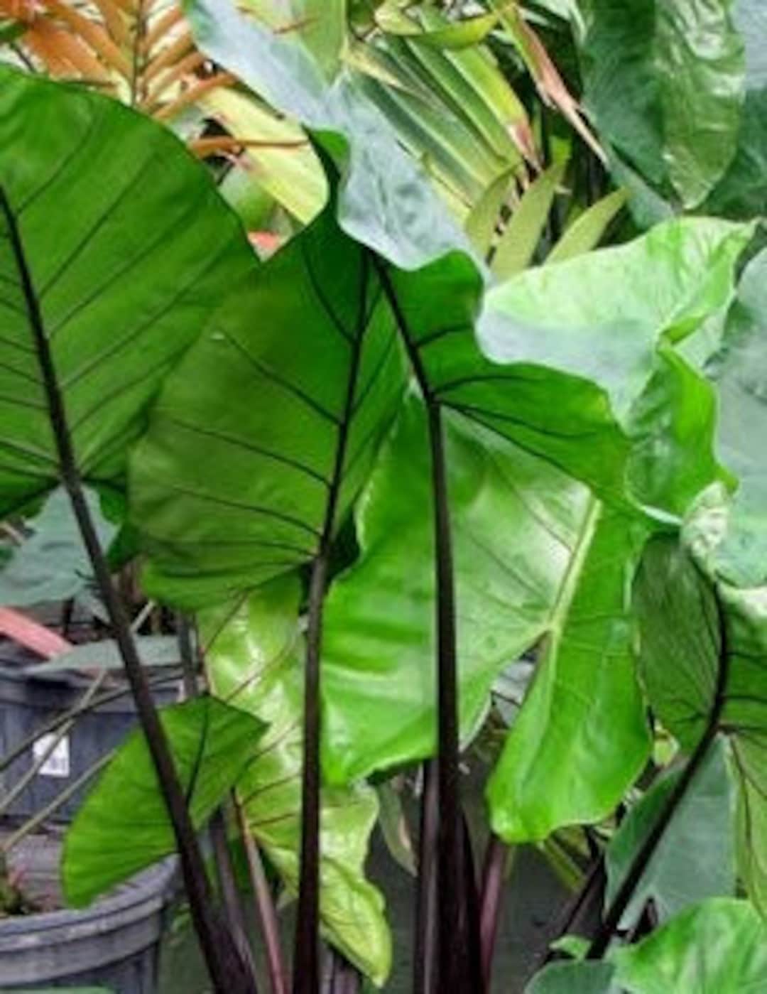 Alocasia black Stem, Elephant Ears - Etsy