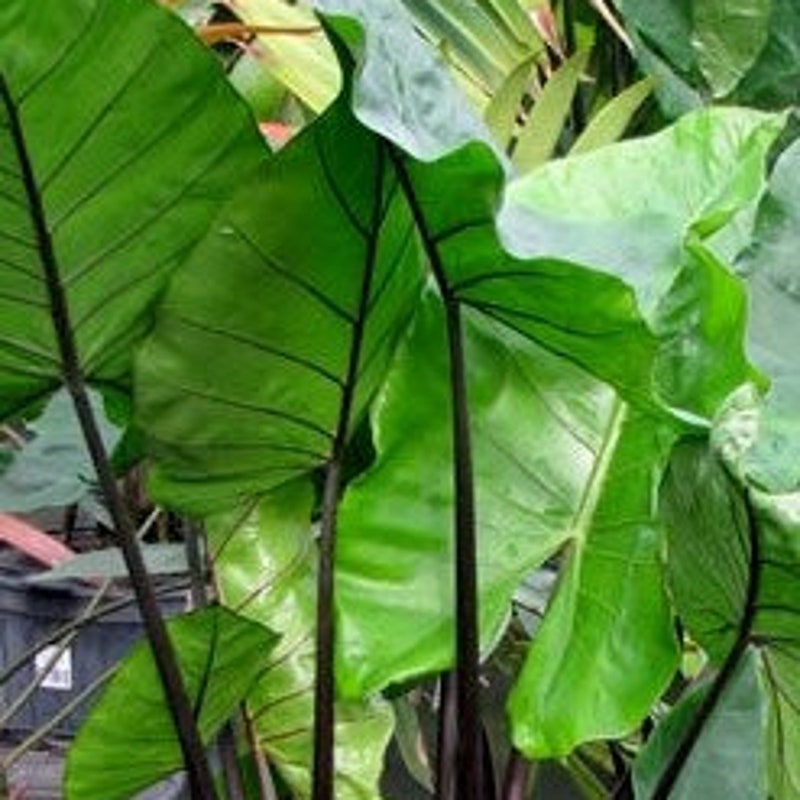 Black Stems - Etsy