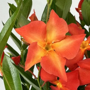 New Mandevilla Firedup Orange Live Starter Plant - Etsy