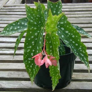Live Angel Wing Begonia "my Special Angel" Starter House Plant - USA ...