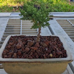 Live - Bonsai Potted Juniper - Great for Beginners USA Seller! - Etsy