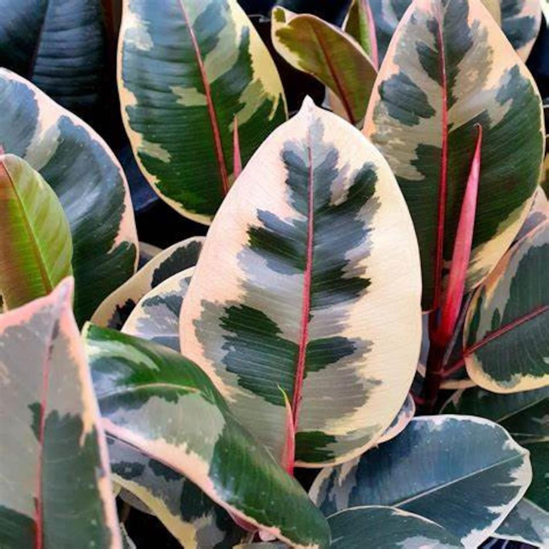 Live Ficus tineke Elastica, Rubber Tree Starter Variegated Tropical ...