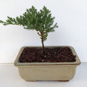 Live - Bonsai Potted Juniper - Great for Beginners USA Seller! - Etsy