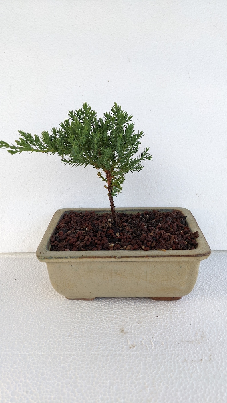 Potted Juniper Bonsai Starter Tree - Beginner Friendly - Etsy