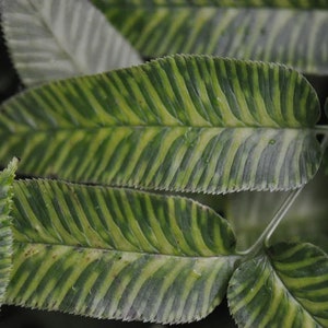 Variegated Golden Zebra Bamboo Fern Starter Plant, Coniogramme ...