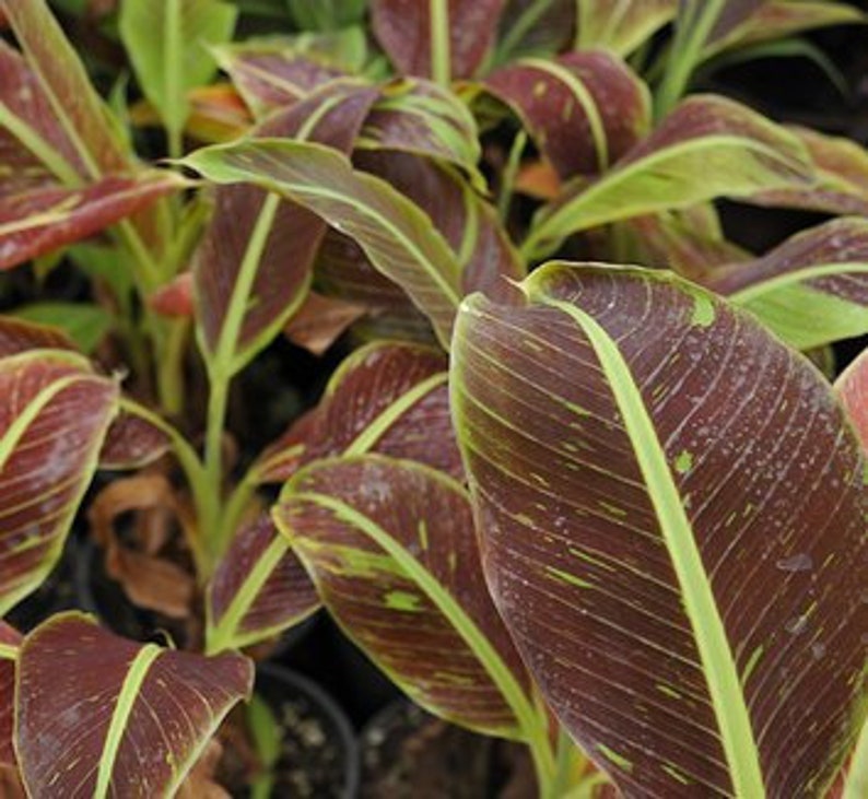 Rare Live Musa siam Ruby Banana Plant USA - Etsy