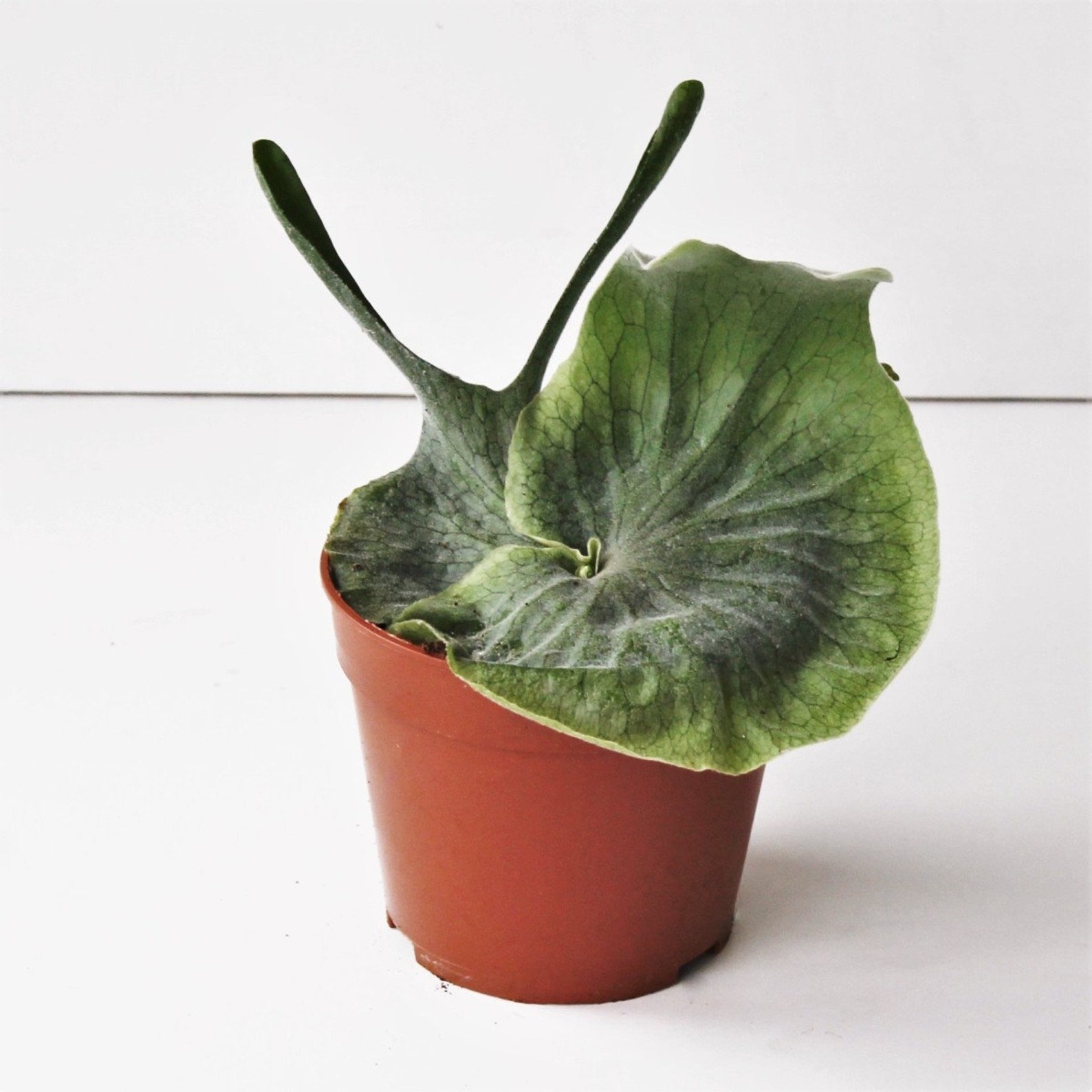 Rare Live Platycerium Superbum Staghorn Fern USA Seller - Etsy