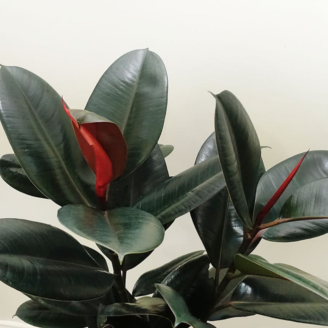 Ficus Burgundy Rubber Tree Shiny Leaf Starter Plant - USA Seller - Etsy