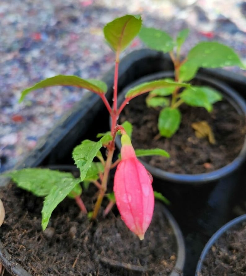 Fuschia "patio Princess" Trailing Live STARTER Plant, Stunning Flowers ...
