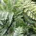 Davallia Humata Tyermanii - White Rabbit's Foot Fern - USA Seller - Etsy