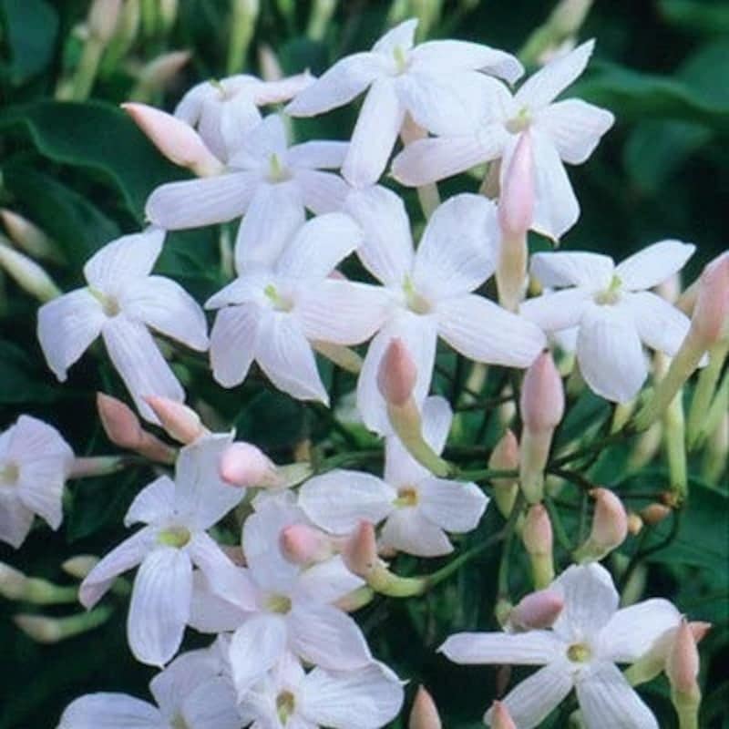 Jasmine Plant Planters - Etsy