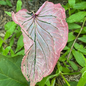 Pink Princess Symphony Caladium Live Bulb, Starter Plant for Spring ...