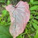Pink Princess Symphony Caladium Live Bulb, Starter Plant for Spring ...