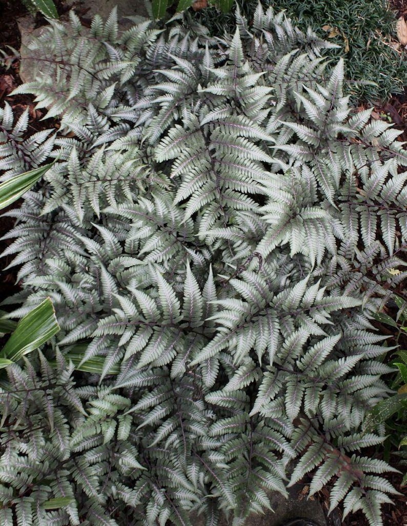 Live 'godzilla Fern' - Anthyium Nippon Starter Plant - USA Seller - Etsy