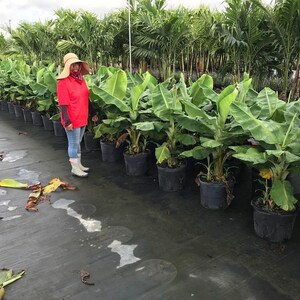 Musa "poquito", Banana Starter Plant, Live - Etsy