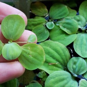 Live Dwarf Water Lettuce - USA SELLER! - Etsy
