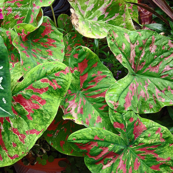 Caladium Bulbs - Etsy