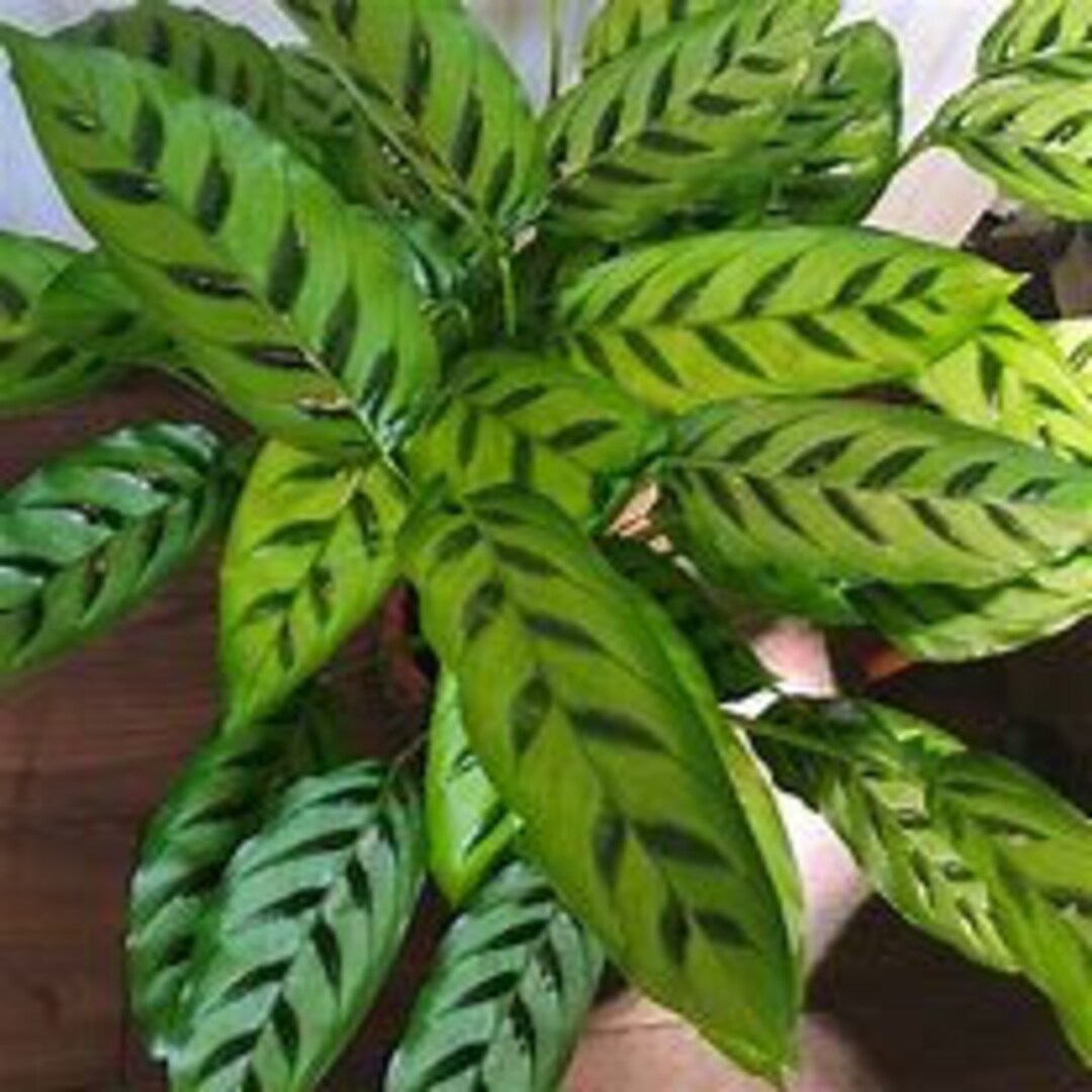 Live Calathea Leopardina Starter House Plant USA Seller - Etsy