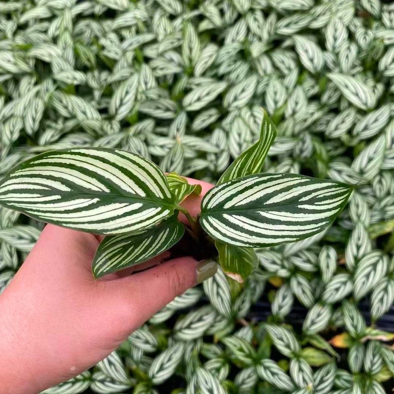 Calathea - Etsy