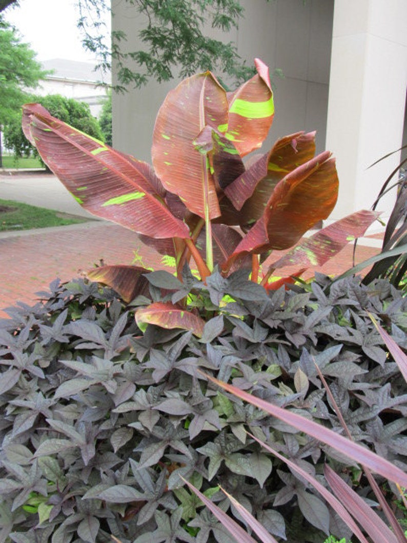 Rare Live Musa siam Ruby Banana Plant USA - Etsy