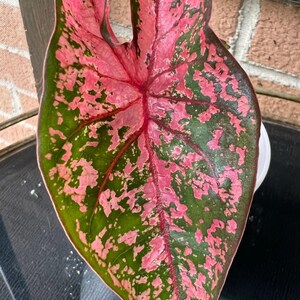 Fire Chief Caladium Live Bulb, Starter Plant for Spring Growth - Etsy