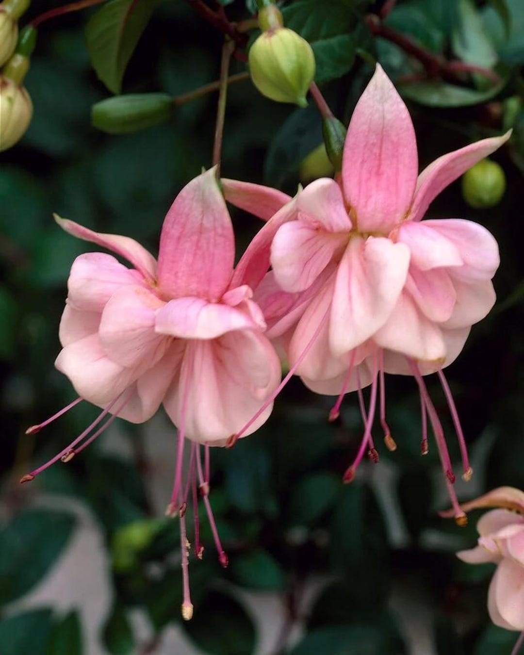 Fuschia Southgate Trailing Plant, Pink Double Blossoms, Starter Plug - Etsy